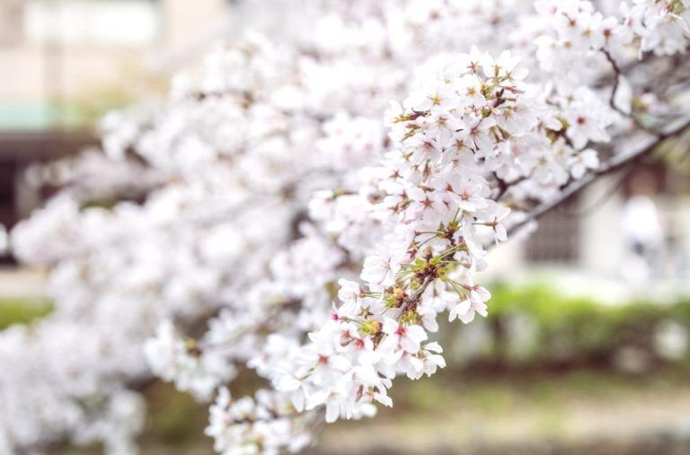 Cherry Blossom Festival Shillong 2025 – Dates, Tickets, Location