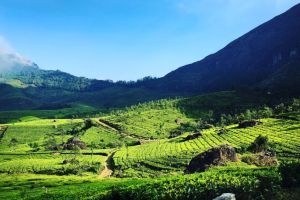 How To Plan A Munnar Trip During Monsoon Season