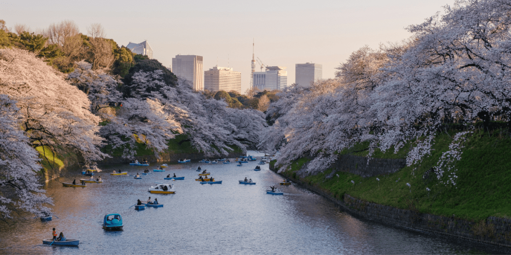 Cherry Blossom Festival 2026 Dates Announced – Where To Go?